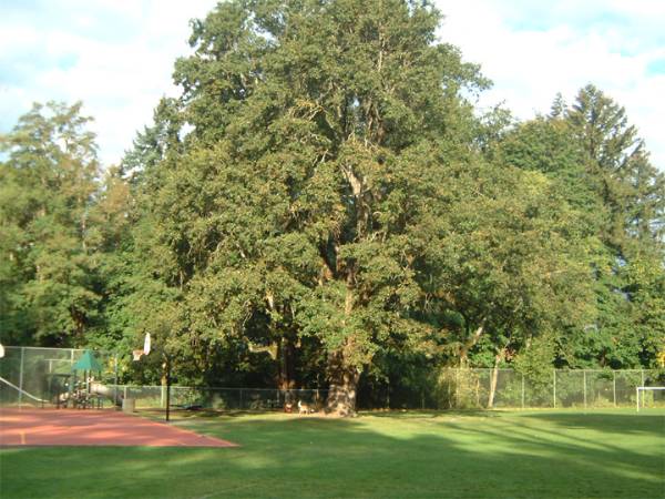 Locations Hub - Healy Heights Park